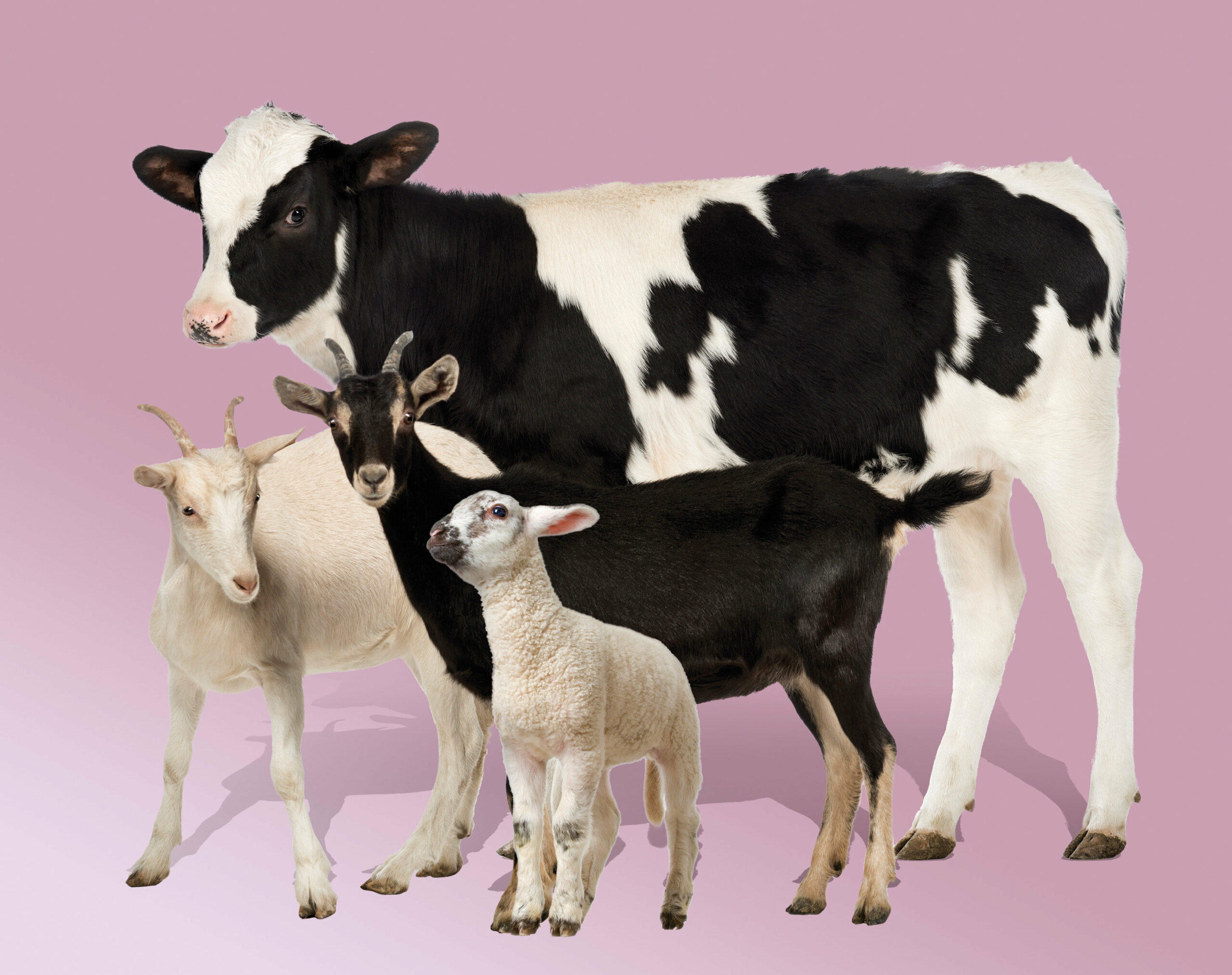 Schaf-Ziege-Rind Multiplex real-time PCR - Food & Feed Analysis