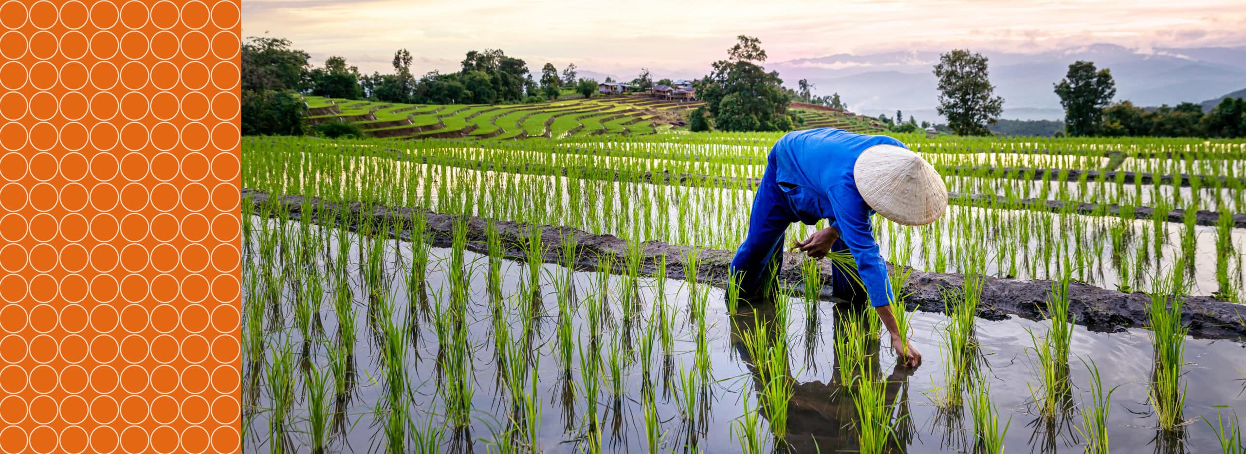 Quality Assurance from Farm to Fork: Test Your Rice, Trust Your Meal ...