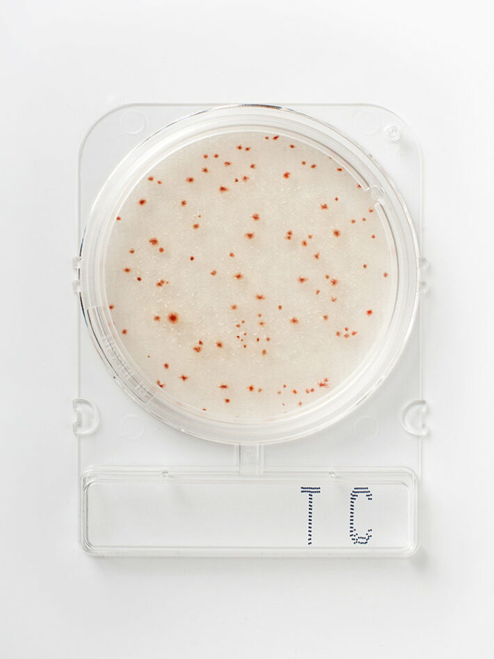 Compact Dry EC - Food & Feed Analysis