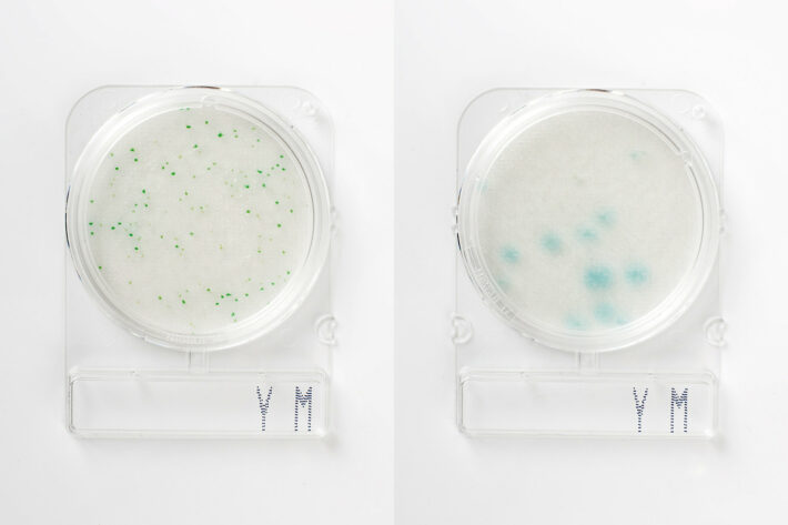 Compact Dry BC - Food & Feed Analysis