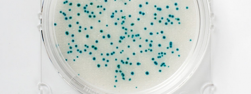 Coliforme Bakterien - Food & Feed Analysis