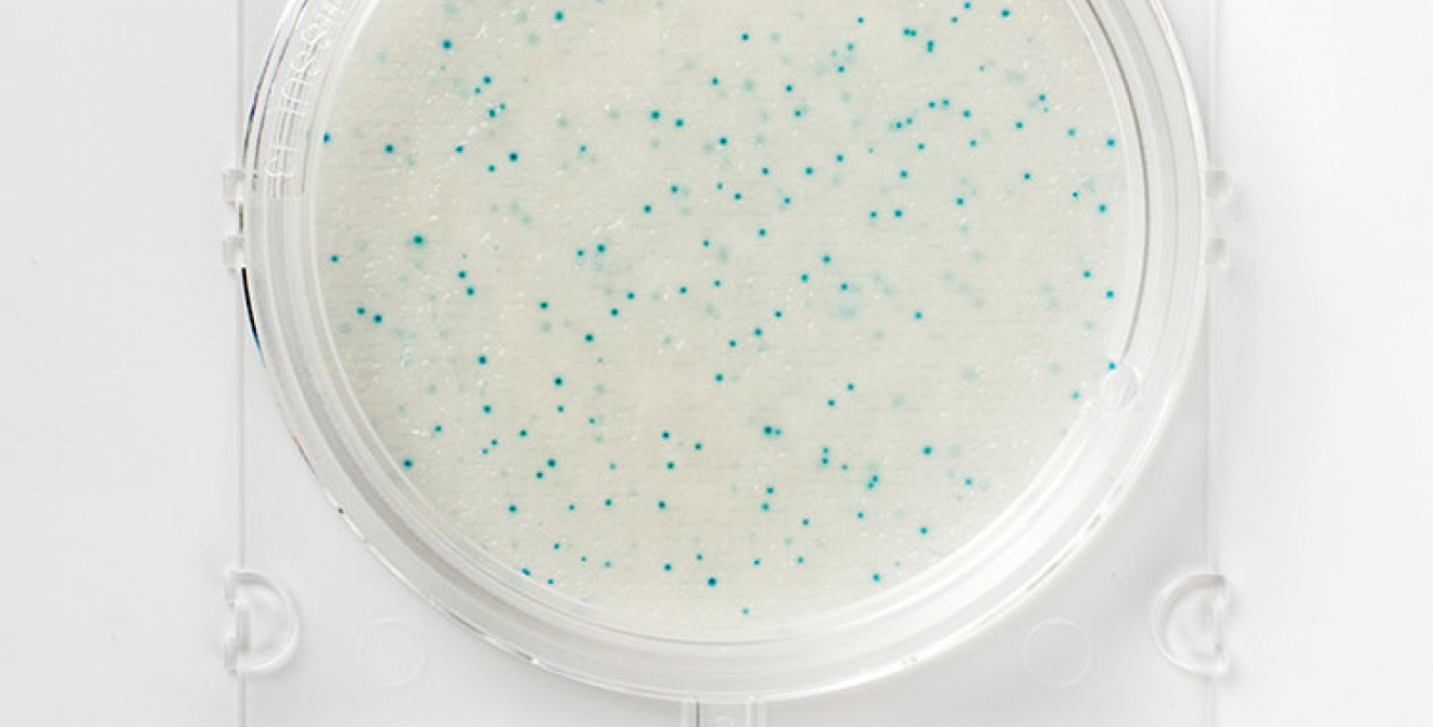 Compact Dry LM - Food & Feed Analysis