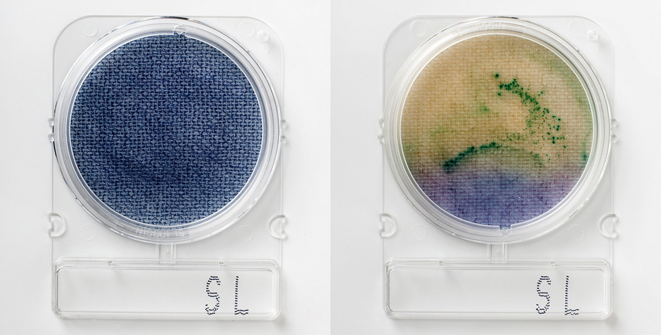 Compact Dry EC (en) - Food & Feed Analysis