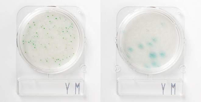 Compact Dry EC (en) - Food & Feed Analysis