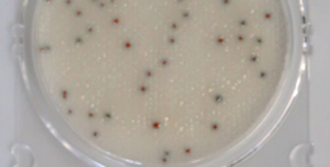 Promedia ST-25 (Swab Test) (en) - Food & Feed Analysis